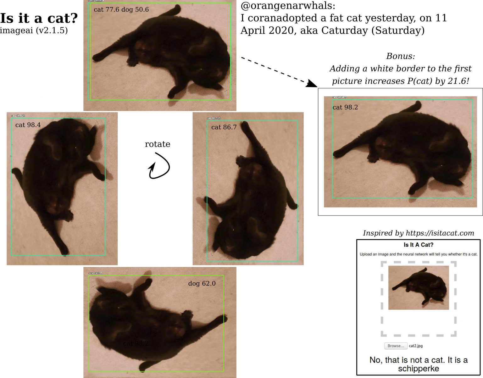 imageai object detection vs cat: Dog, cat, or toilet paper? | orange ...
