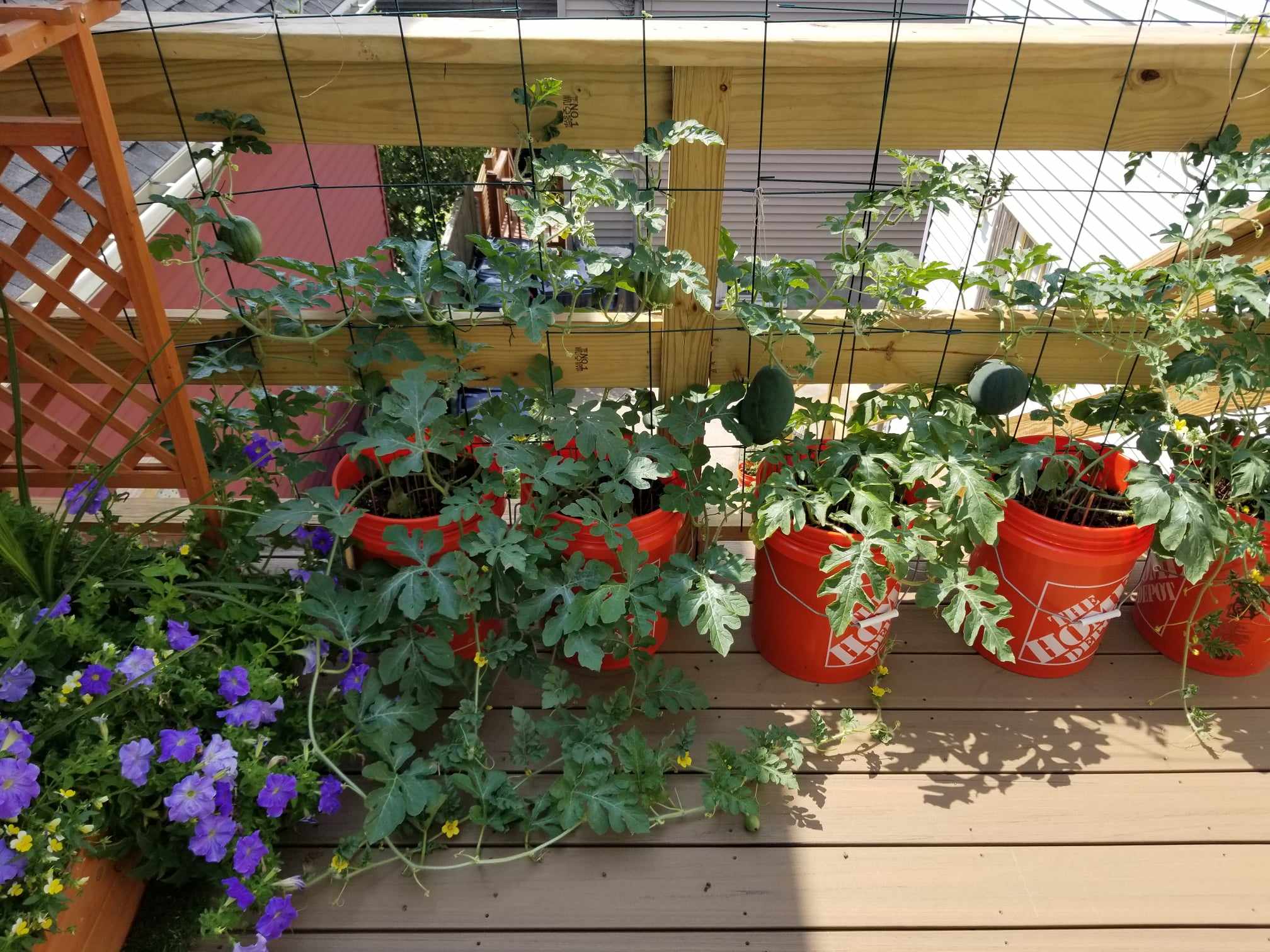 5 gallon bucket watermelons | orange narwhals