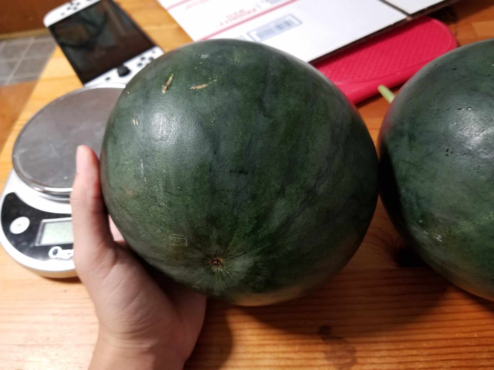 5 gallon bucket watermelons | orange narwhals